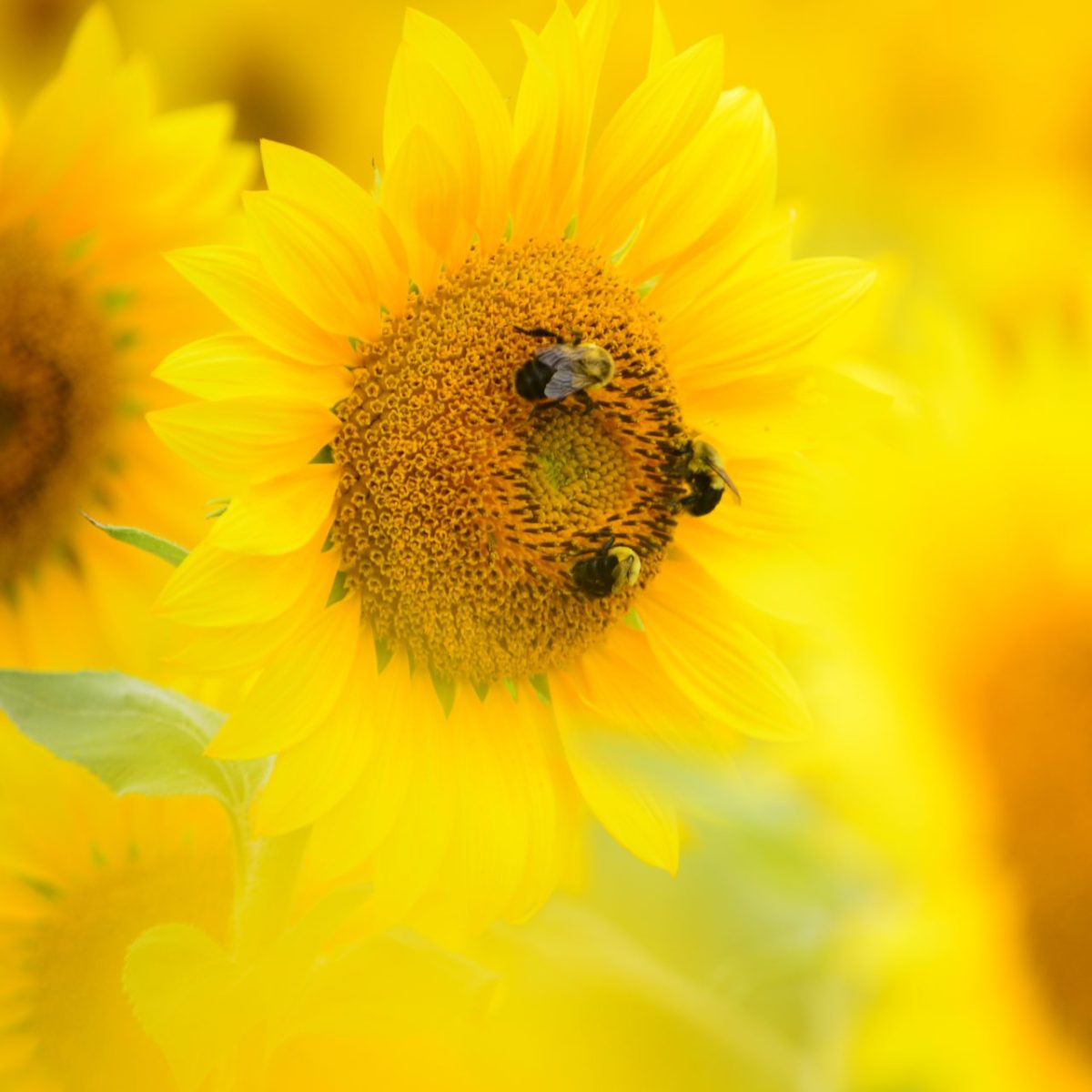 Providence Pollinator Lab – Insect pollinator nutritional & behavioral ecology