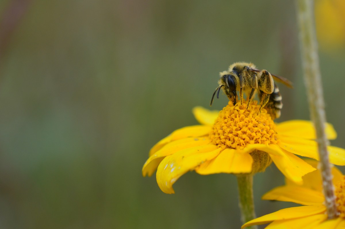 National Pollinator Week – Providence Pollinator Lab