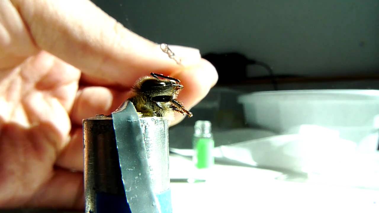 Balance is key – Providence Pollinator Lab