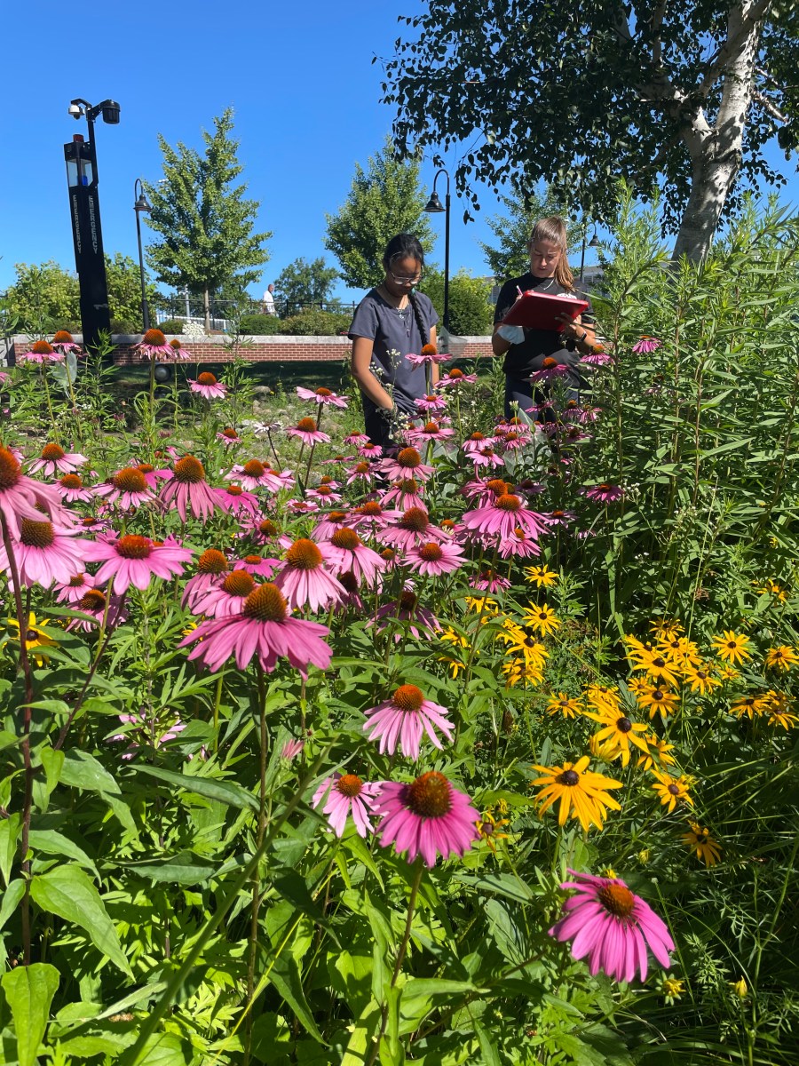 Research – Providence Pollinator Lab